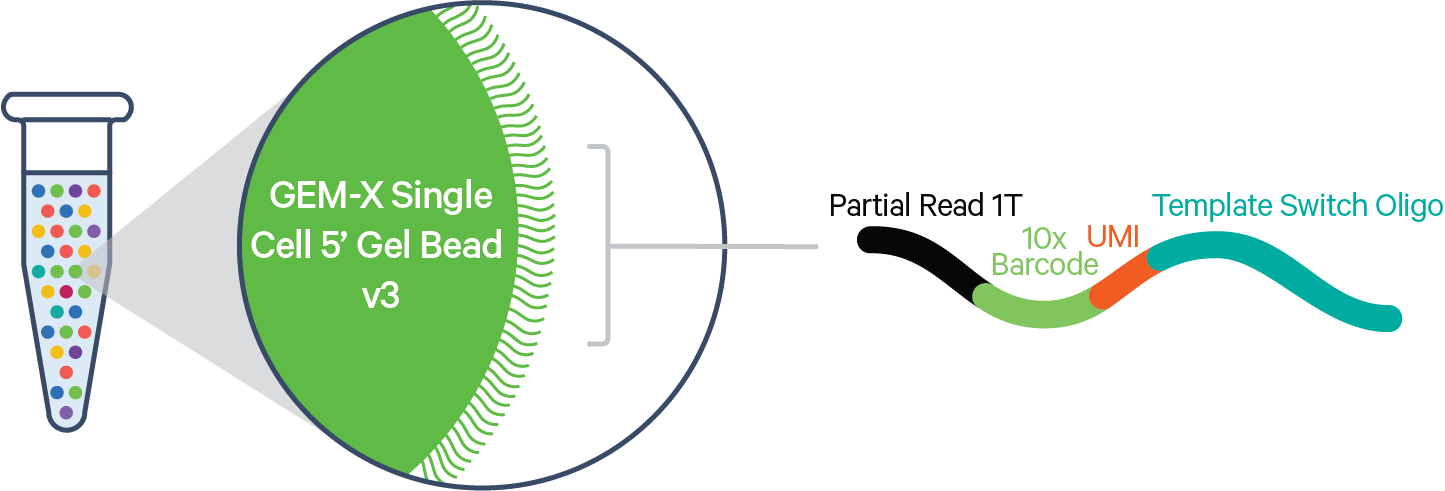 Universal 5' Gene Expression